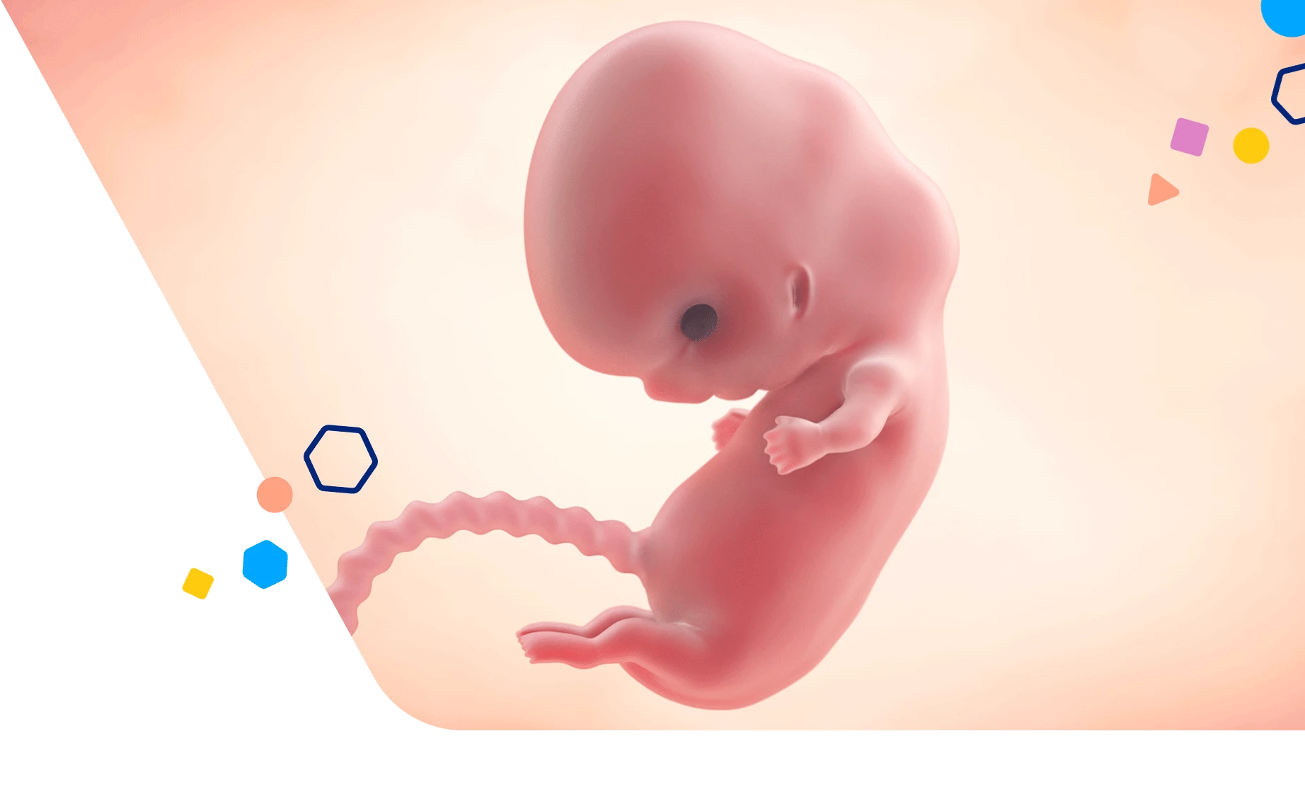 8 Semanas de Embarazo | Enfamil